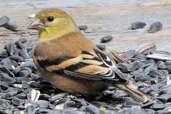 American Goldfinch (juvenile) | Project Noah