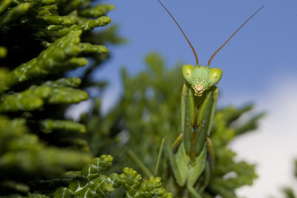 New Zealand Praying Mantis | Project Noah