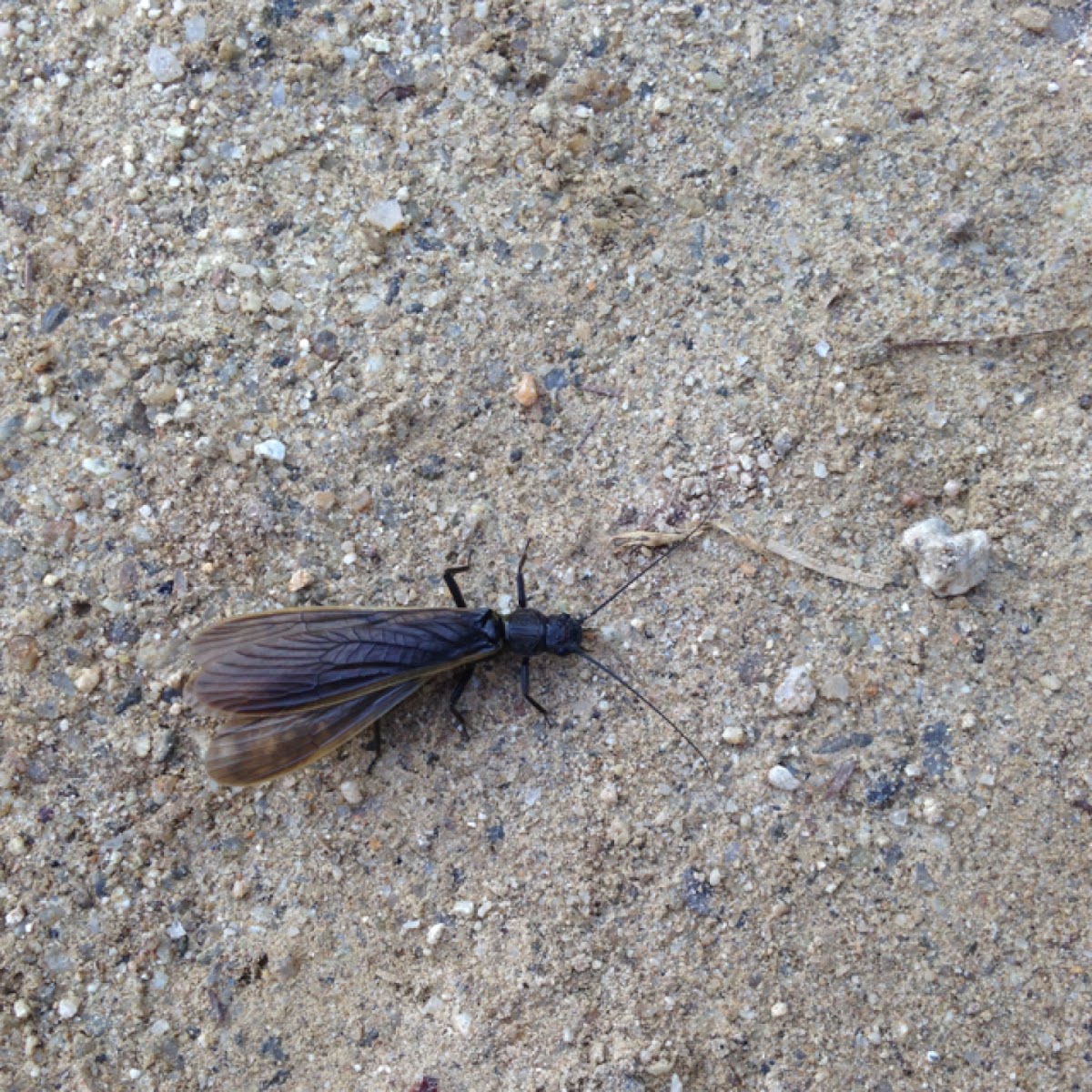 Stonefly | Project Noah