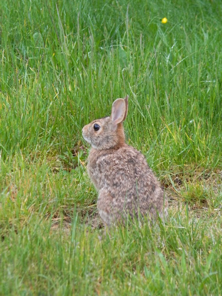 Eastern Cottontail | Project Noah