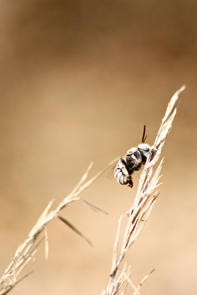 White-Banded Digger Bee | Project Noah