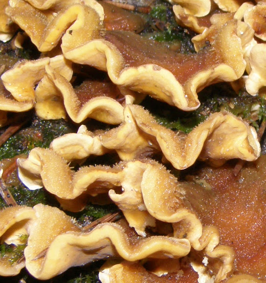 Stereum hirsutum | Project Noah