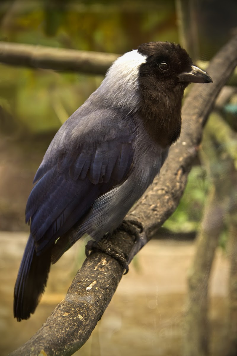 Colluelo/Violaceous Jay | Project Noah