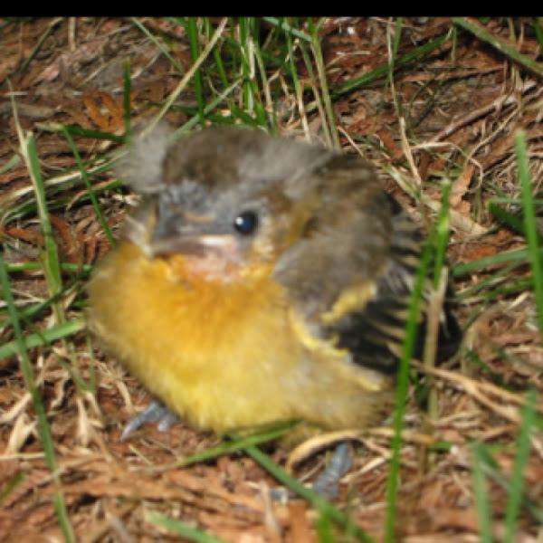 Baltimore Oriole (Baby) | Project Noah