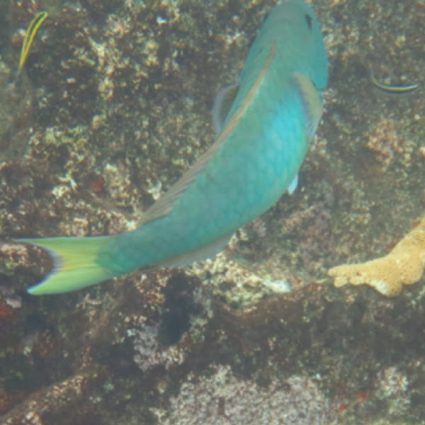 Redfin/Yellowtail Parrotfish Terminal phase | Project Noah