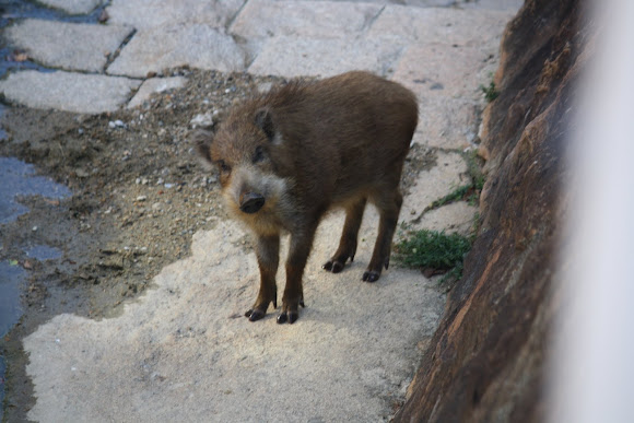 Inoshishi | Project Noah