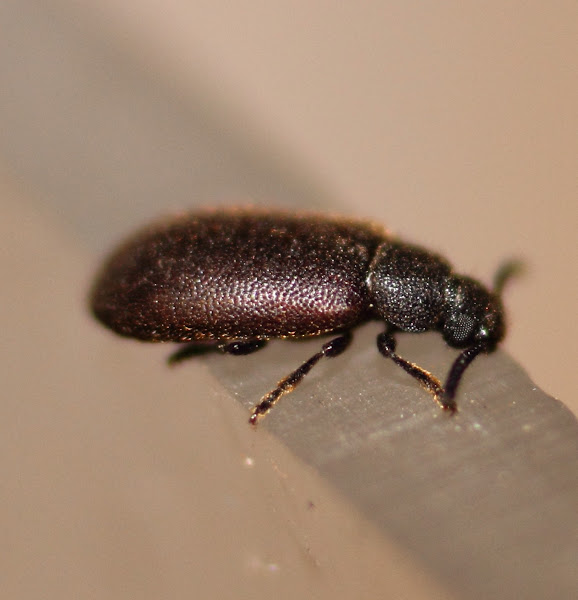 Mealworm Beetle | Project Noah