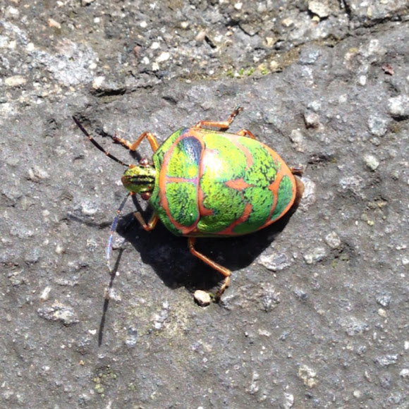 Clown Stink Bug | Project Noah