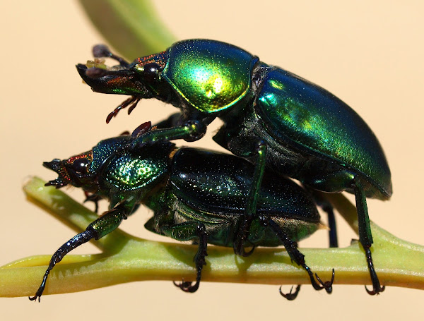 Golden Green Stag Beetle | Project Noah