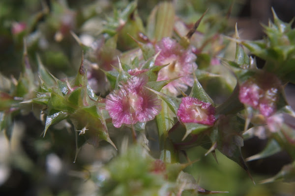 Prickly Russian Thistle | Project Noah