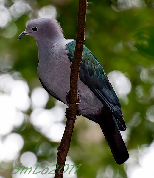 Grey Imperial Pigeon . | Project Noah