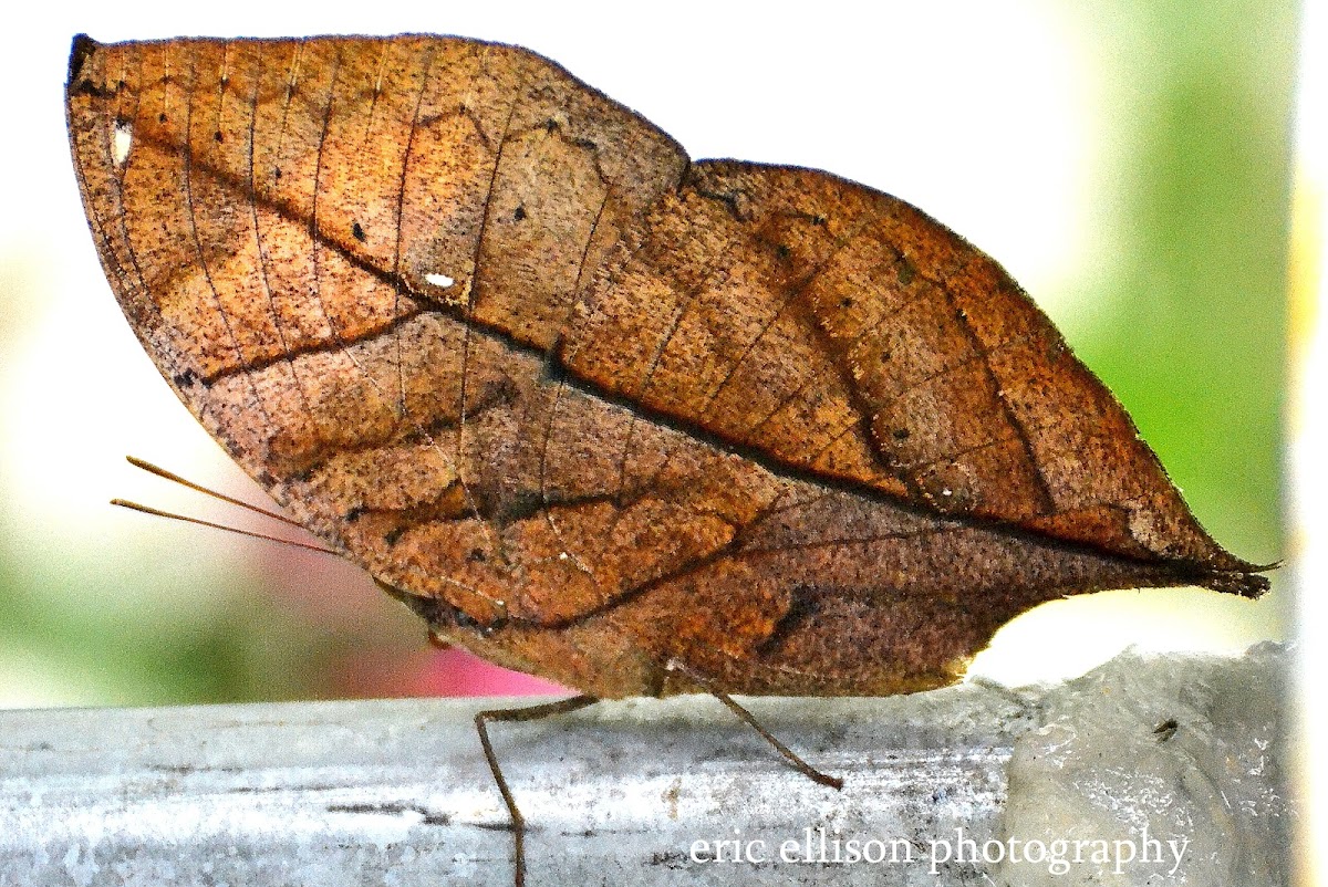 Dead Leaf butterfly (dry-season form) | Project Noah