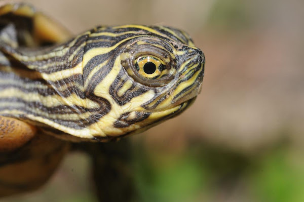 Eastern river cooter (hatchling) | Project Noah