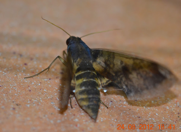 Fig Sphinx | Project Noah