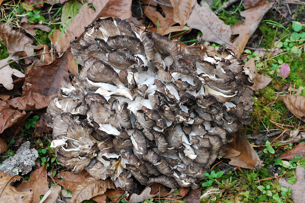 Sheepshead Mushroom | Project Noah