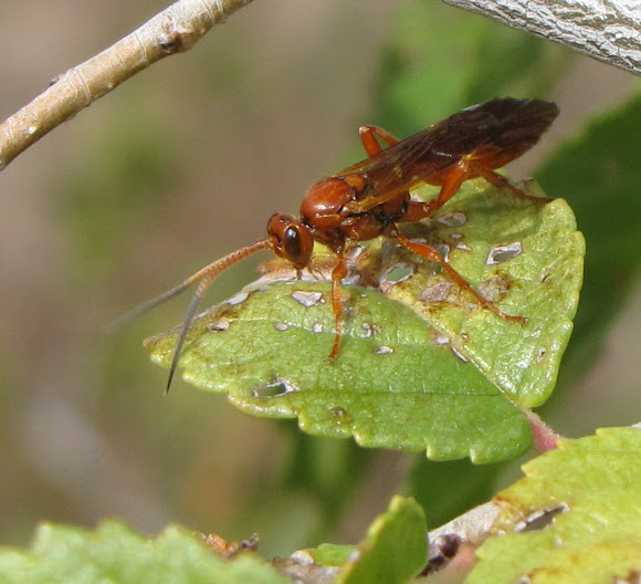 Ichneumon wasp | Project Noah