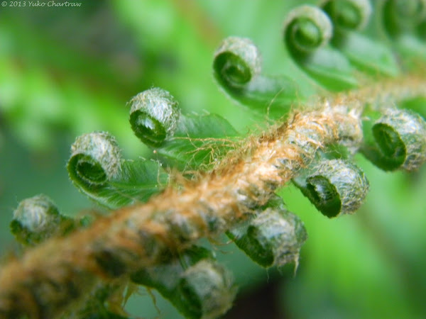 Western Sword Fern | Project Noah