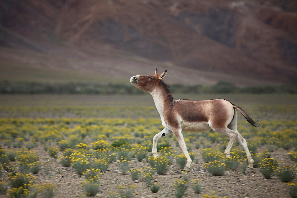 Kiang | Project Noah