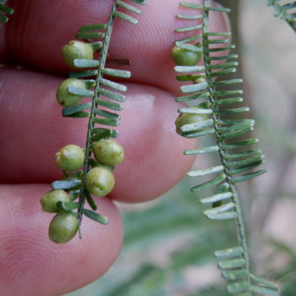 Acacia Midge Galls | Project Noah