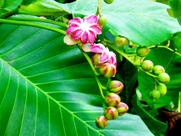 Simpoh Air | Project Noah