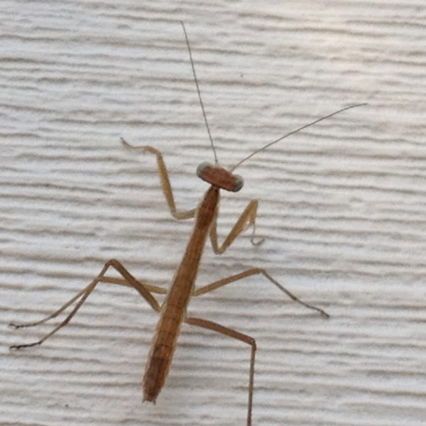 Chinese Mantis hatchlings | Project Noah