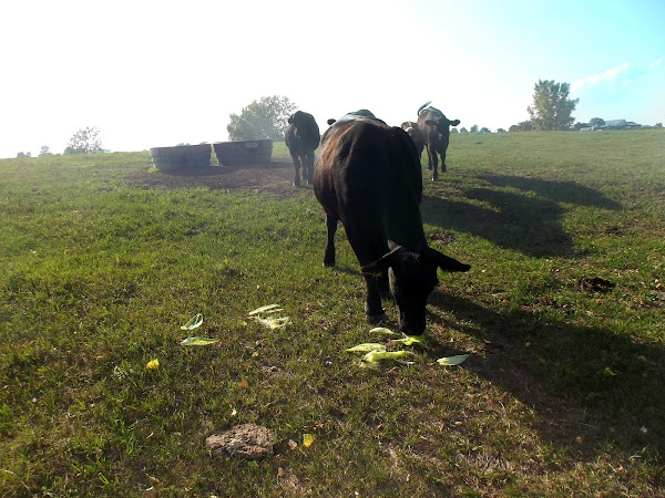 Bull (cattle) | Project Noah