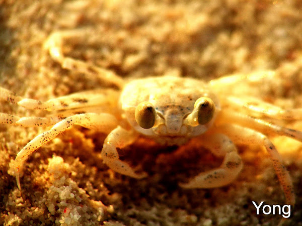 Ghost crab | Project Noah