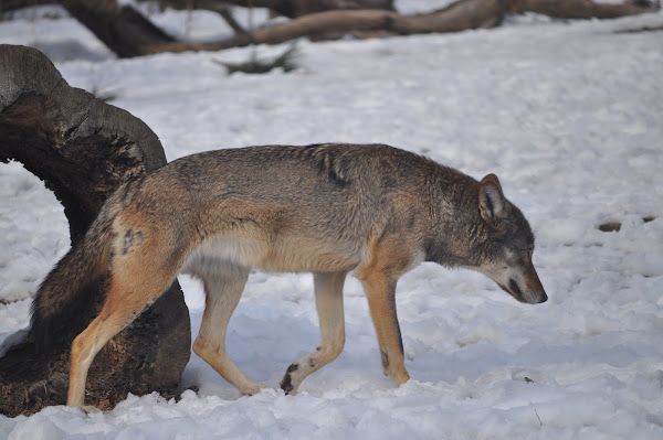 Red Wolf | Project Noah