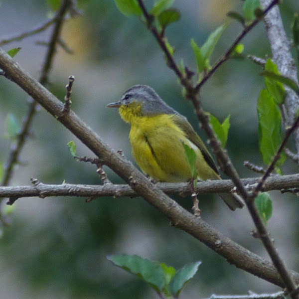 Grey-hooded Warbler | Project Noah