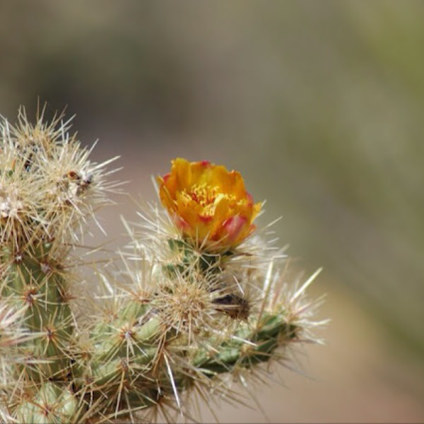 Buckhorn Cholla | Project Noah