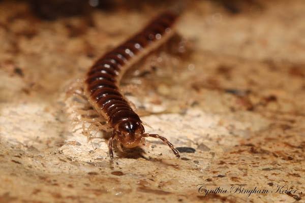 Greenhouse Millipede | Project Noah