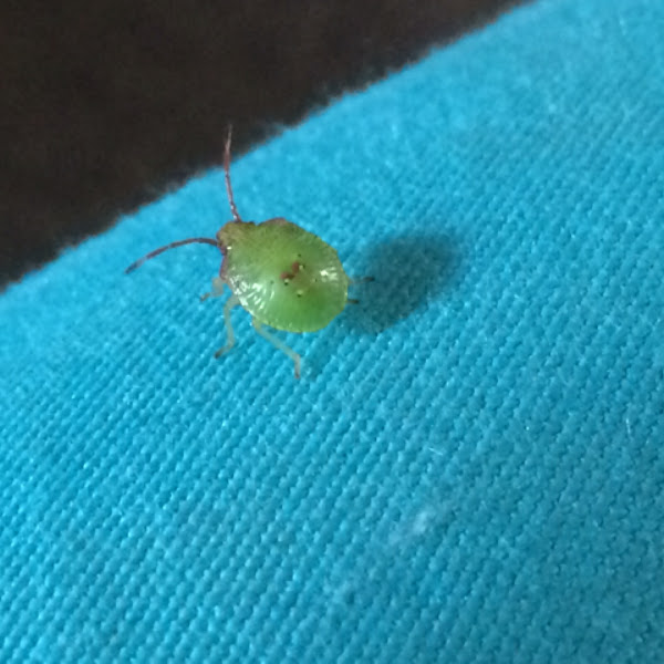 Common Green Shieldbug (nymph) | Project Noah