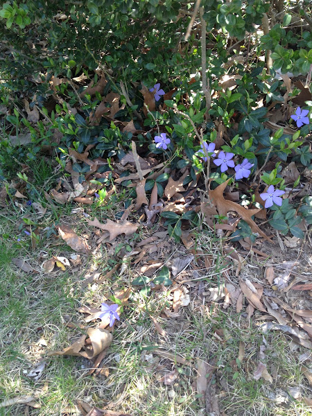 Dwarf periwinkle | Project Noah