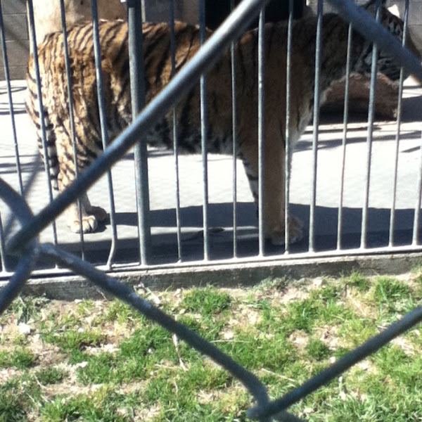 Siberian tiger | Project Noah