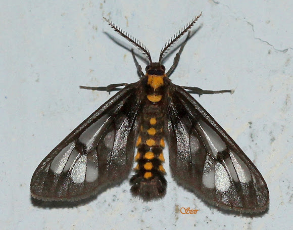 Wasp Moth | Project Noah