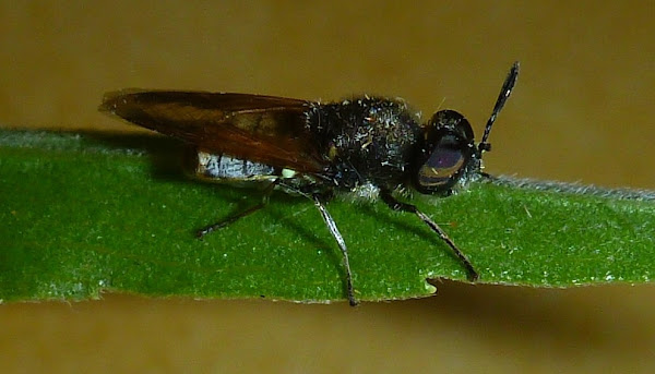 Soldier Fly imitating a Bee | Project Noah