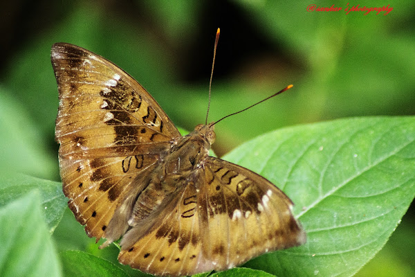 Common Baron | Project Noah