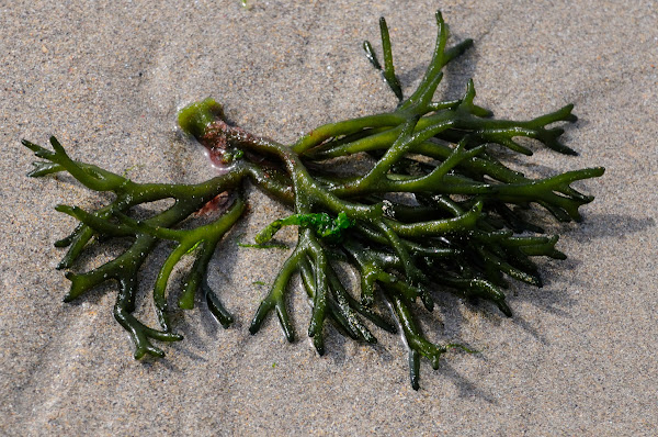 Codium | Project Noah