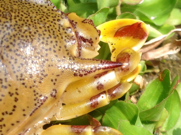 Spotted Moon Crab | Project Noah