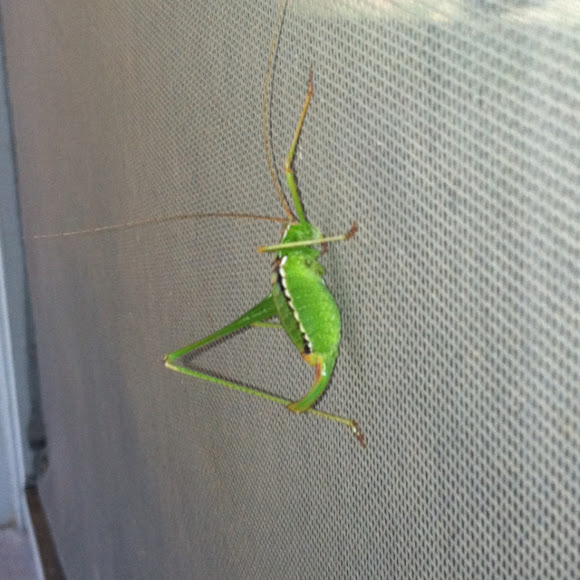 Short- Wing Katydid | Project Noah