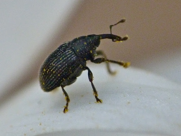 Weevil | Project Noah