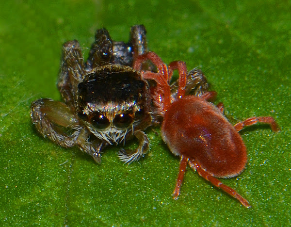 Jumping Spider and Velvet mites | Project Noah