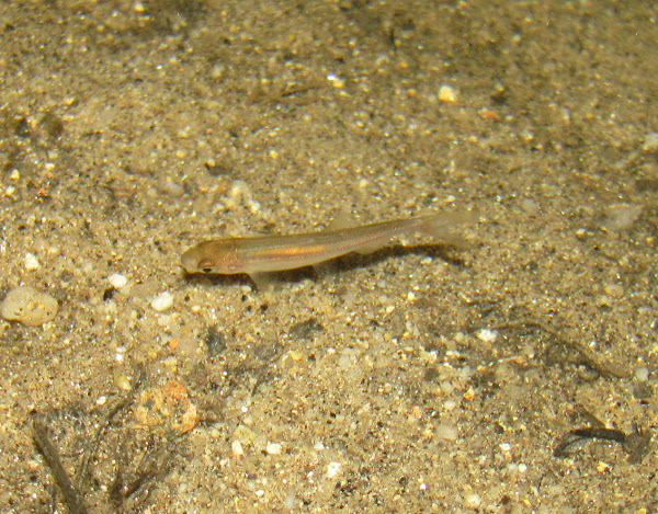 Iberian barbel,Barbo comum | Project Noah