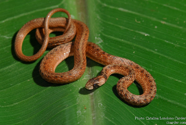 Florida Brown Snake | Project Noah