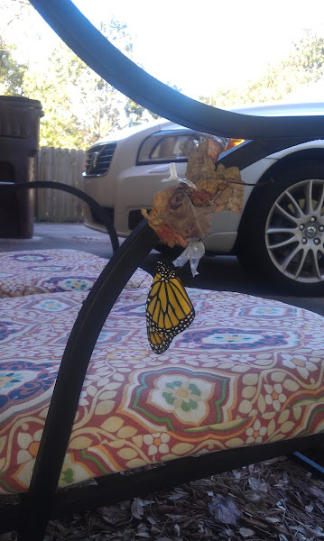 Monarch Butterfly | Project Noah