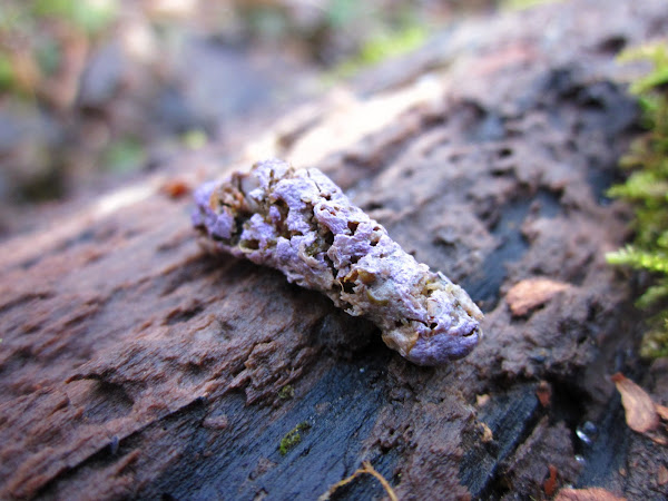 Purple Bird-poo (fungus?) | Project Noah