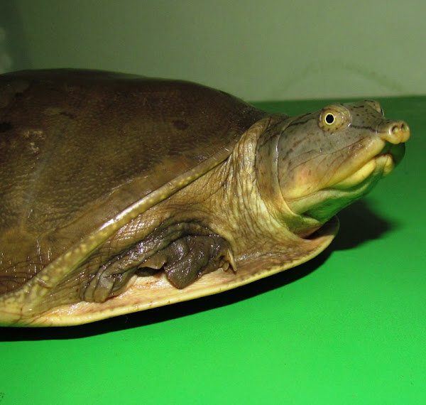 Indian flapshell turtle | Project Noah