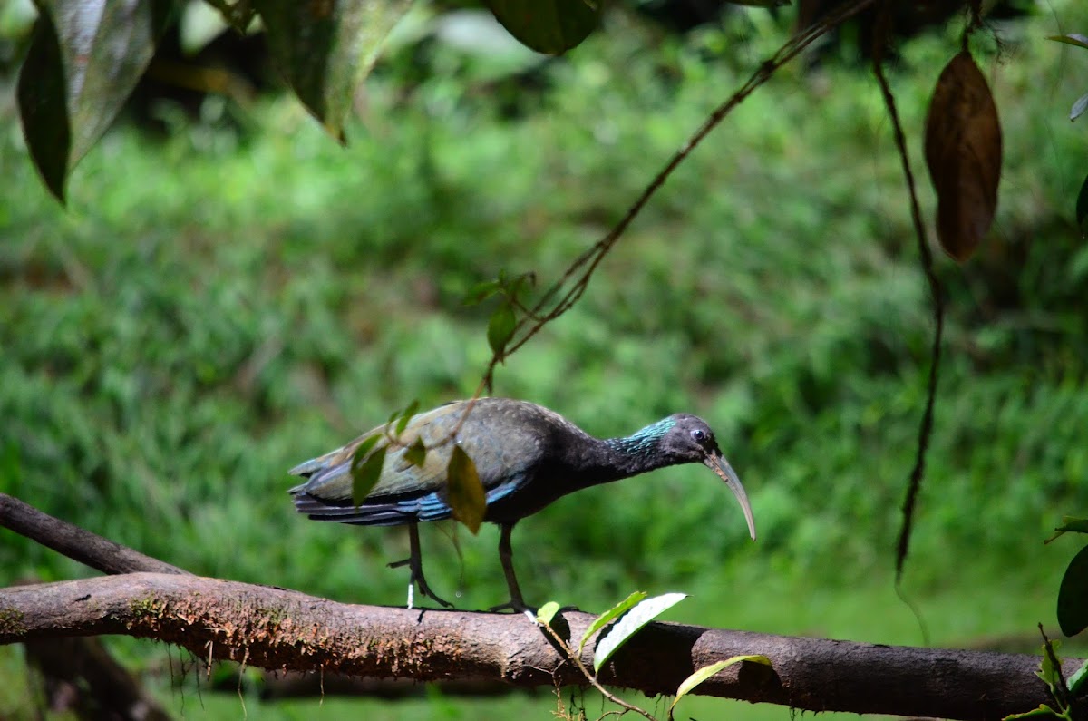 Ibis Verde- Green Ibis | Project Noah