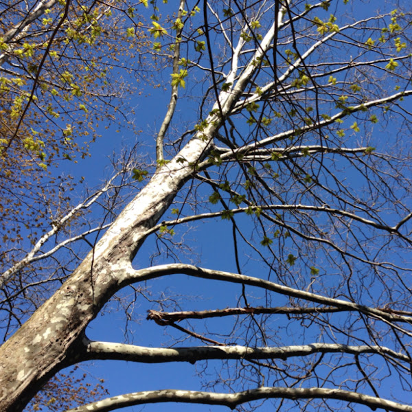 Sycamore tree | Project Noah