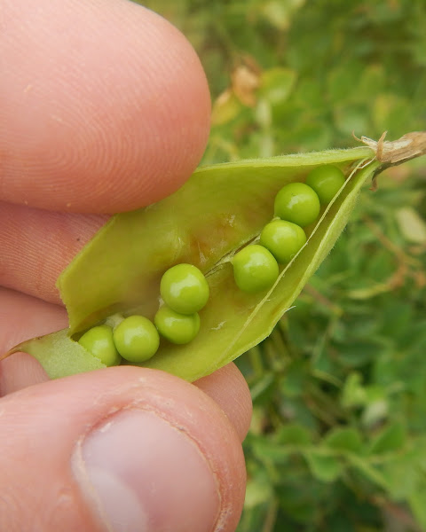 Beach Pea | Project Noah